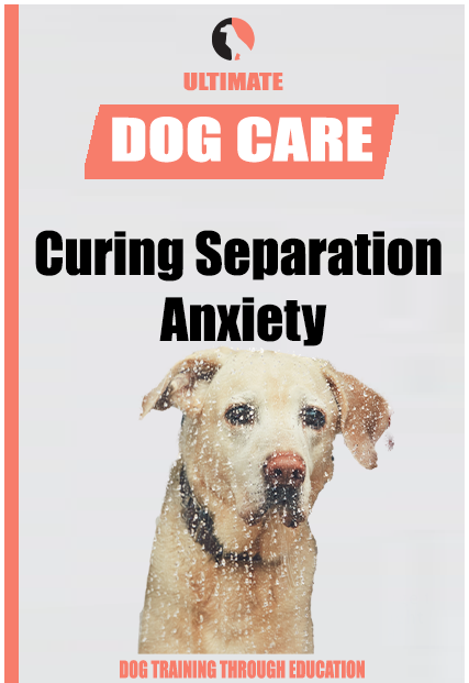 Curing Dog Separation Anxiety